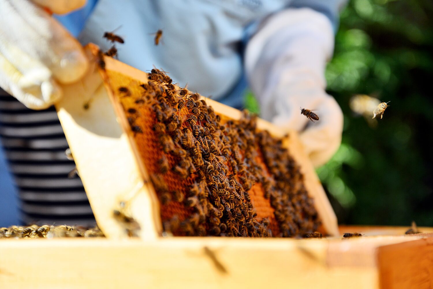 Introduction to Bee Keeping - Sandwich Park District